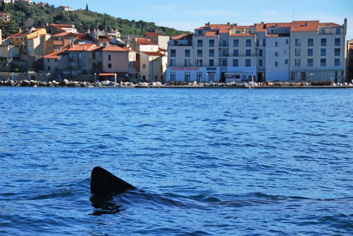 V hrvaškem morju morski pes krožil okoli jahte, objavili so posnetek