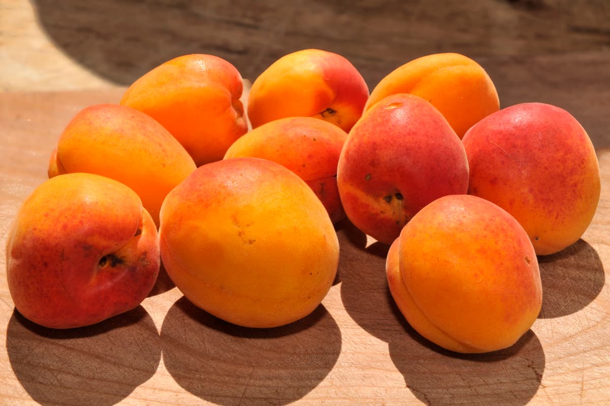 (ZDRAVJE) Latinsko ime Prunus armeniaca so marelice dobile zaradi ...