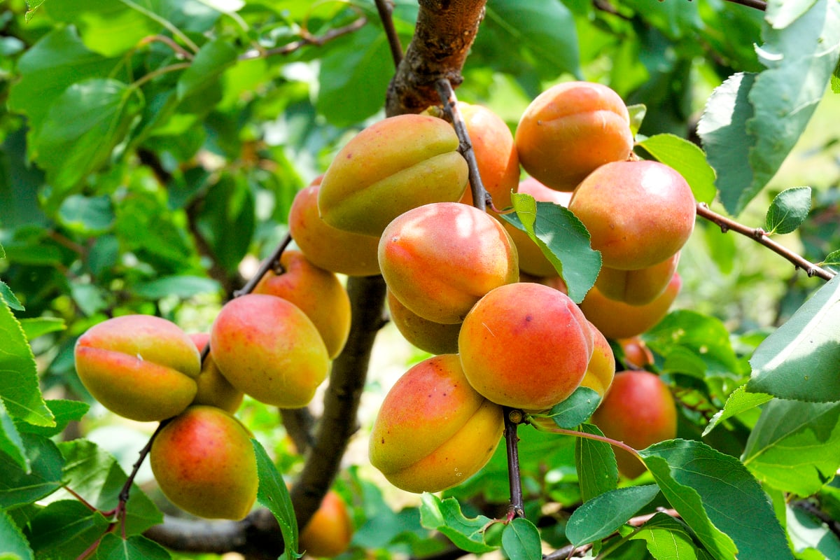 (ZDRAVJE) Latinsko ime Prunus armeniaca so marelice dobile zaradi ...